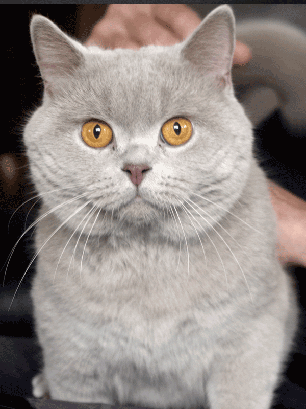 British Shorthair Lilac - SBS CATS | British Shorthair breeder